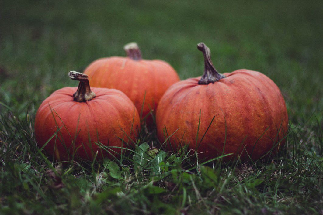 Do Deer Eat Pumpkins? - The Fun Outdoors