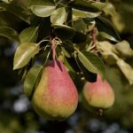 Do Deer Eat Pears? (12 Quick & Easy Ways To Stop Them)