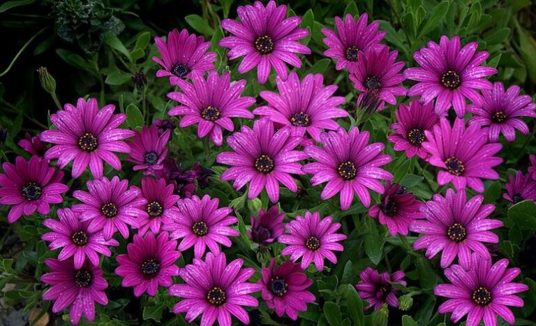 Osteospermum Deer Resistant