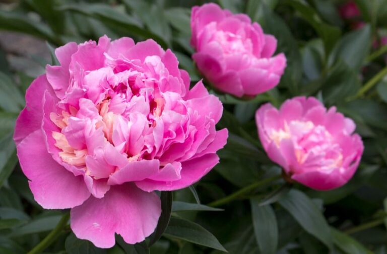 Do Deer Eat Peonies? (12 Quick & Easy Ways To Stop Them)
