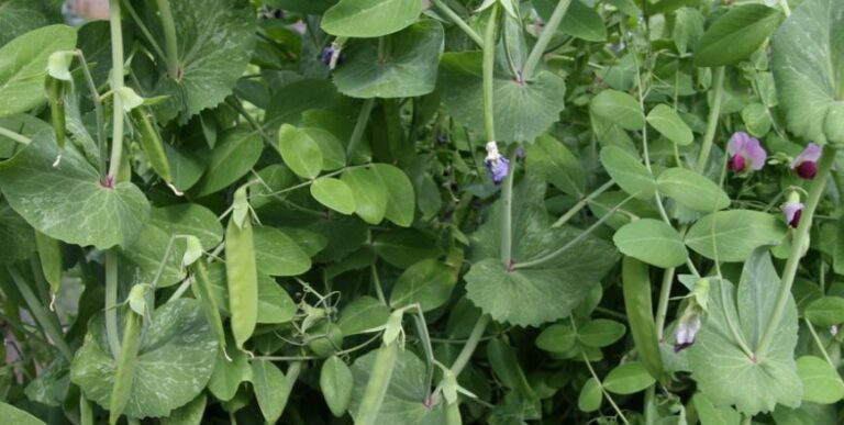 Do Deer Eat Peas? (Everything You Need To Know) - The Fun Outdoors