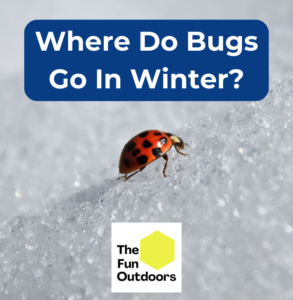 Where Do Bugs Go in the Winter? 8 Options / 10 Species - The Fun Outdoors