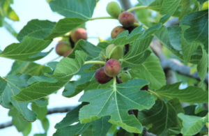 Do Deer Eat Fig Trees? Yes! Here's What To Do - The Fun Outdoors
