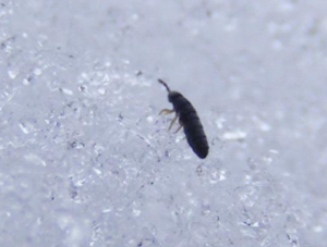 Where Do Bugs Go in the Winter? 8 Options / 10 Species - The Fun Outdoors