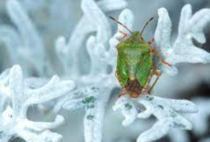 Where Do Bugs Go in the Winter? 8 Options / 10 Species - The Fun Outdoors