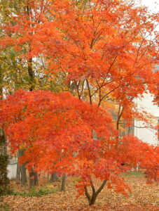 Do Deer Eat Japanese Maples? - The Fun Outdoors