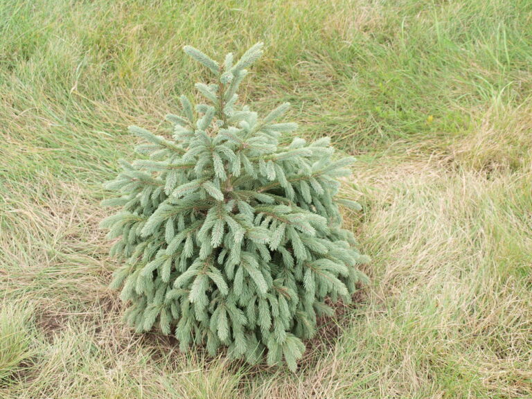 Do Deer Eat Black Hills Spruce? - The Fun Outdoors